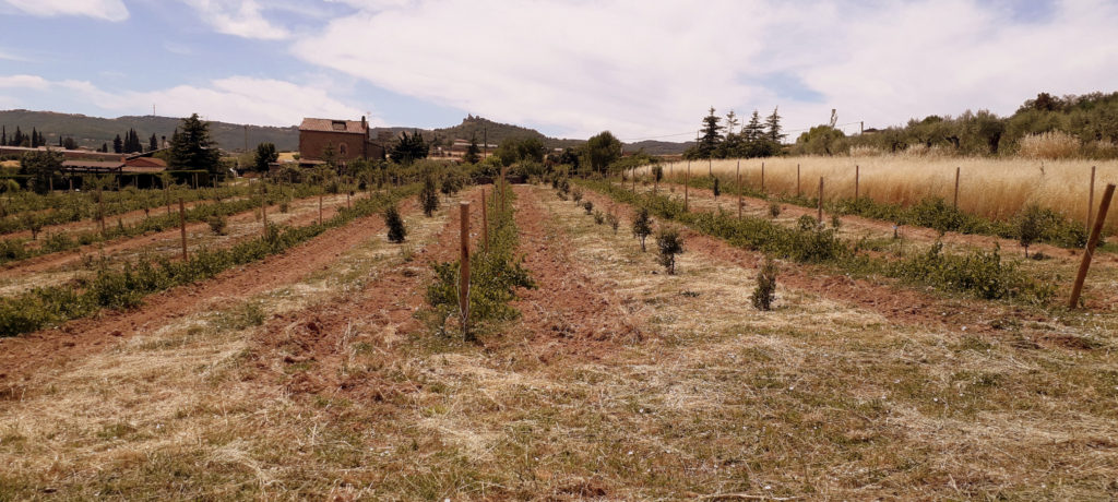Silvoarable systems | Agroforadapt