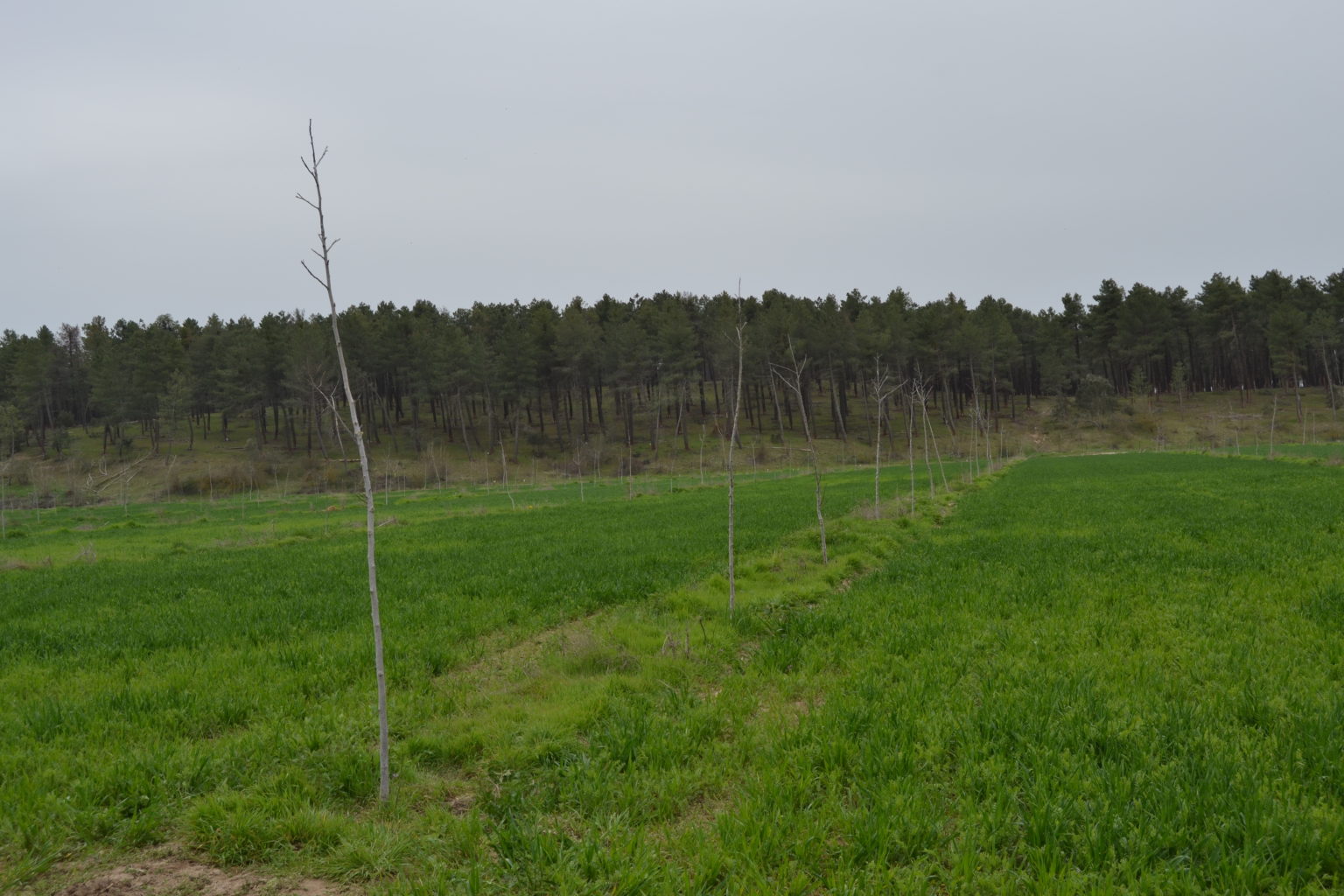 Silvoarable systems | Agroforadapt