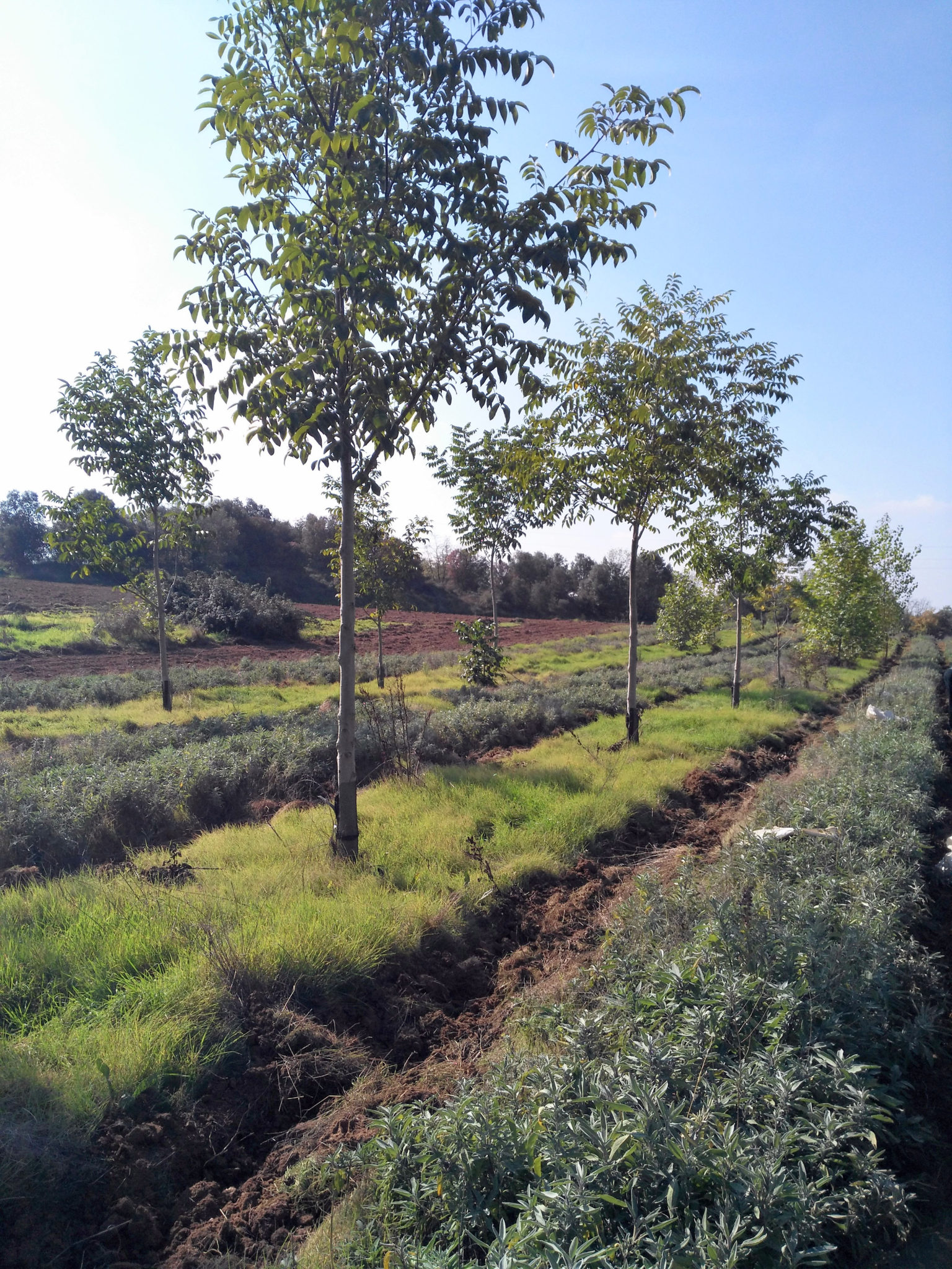 Silvoarable systems | Agroforadapt