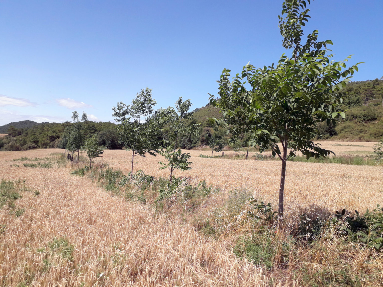 Silvoarable systems | Agroforadapt