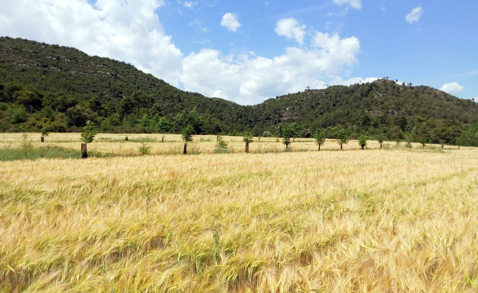 Silvoarable systems | Agroforadapt
