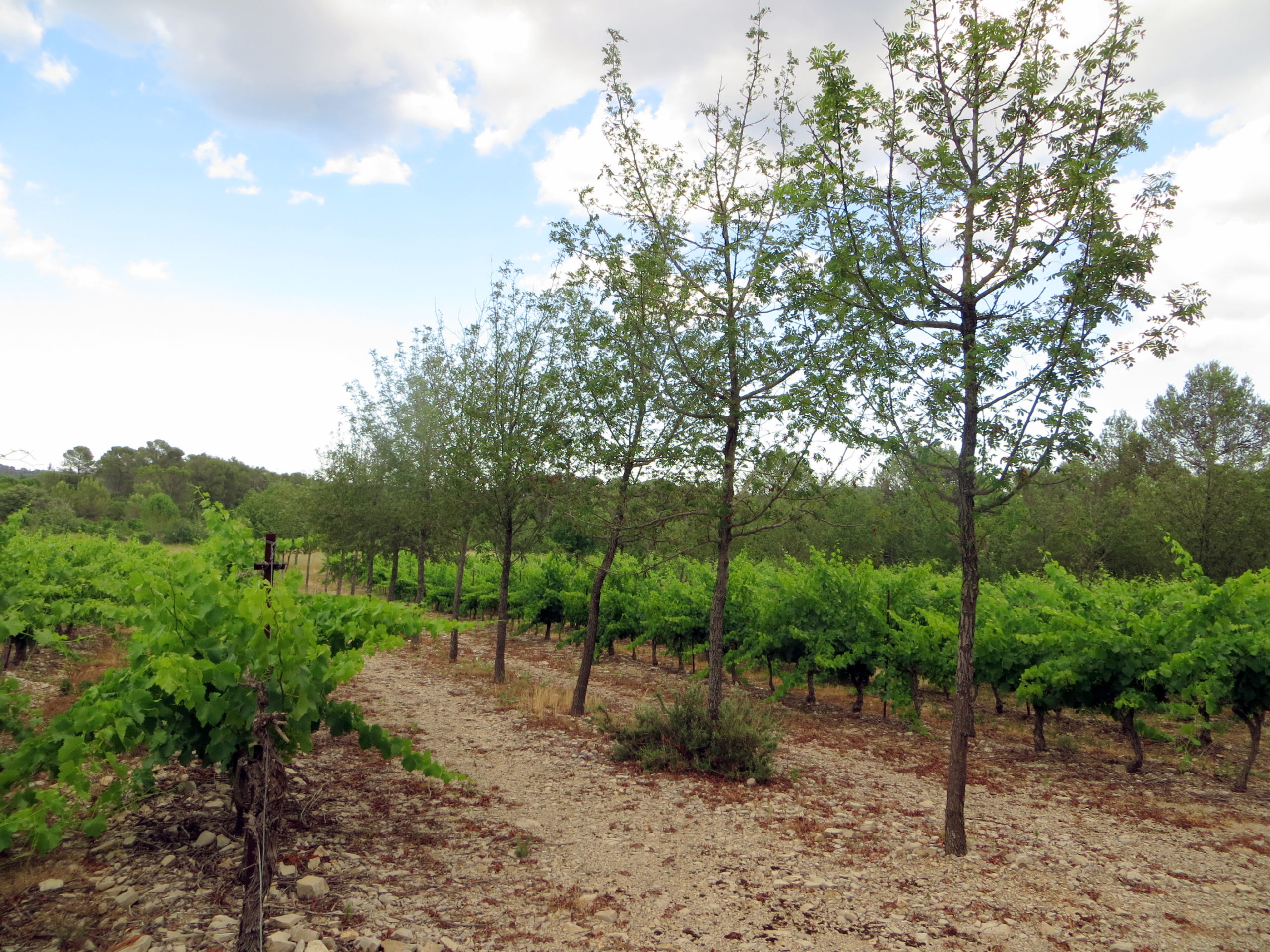 Silvoarable systems | Agroforadapt
