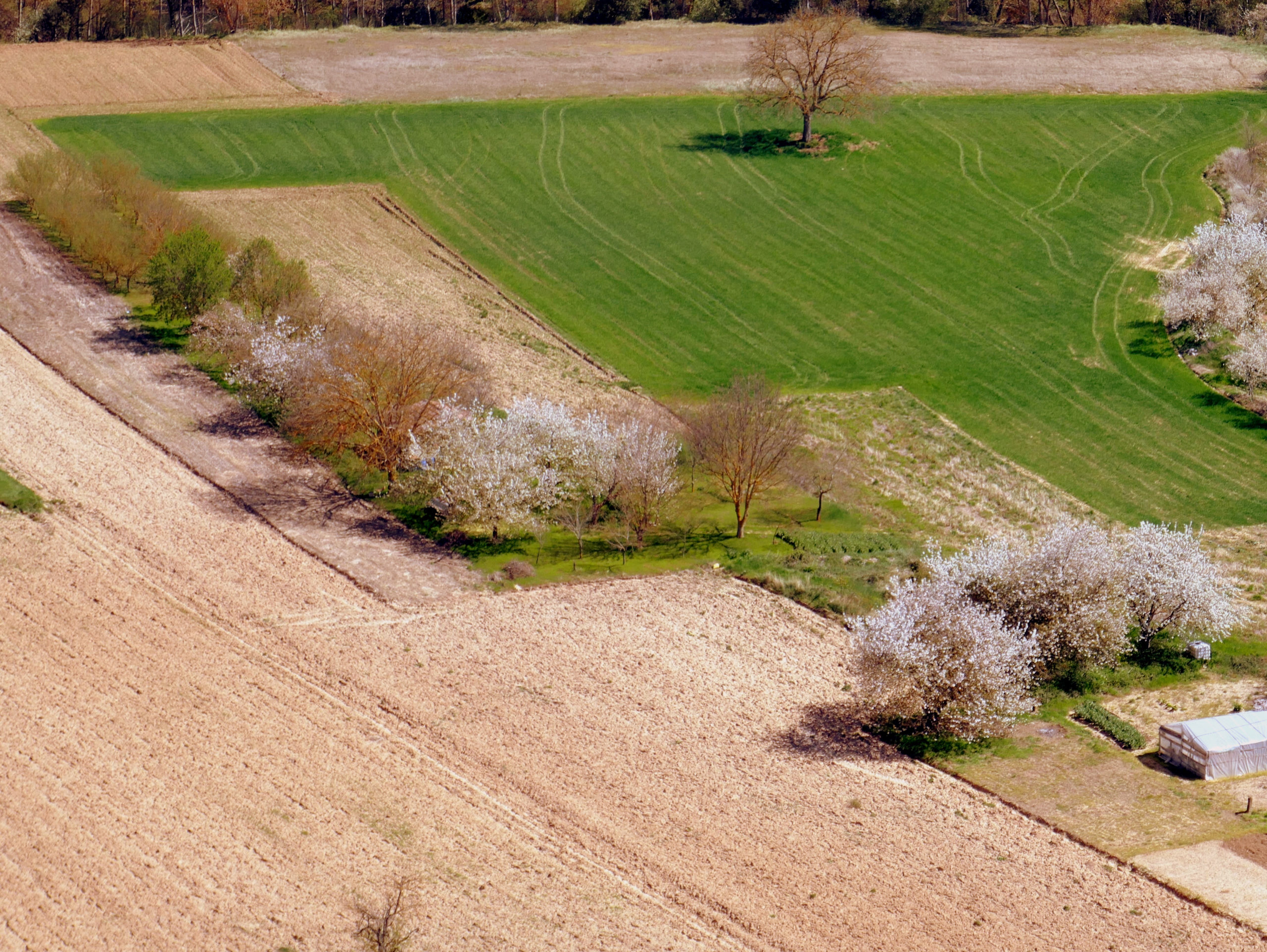 Silvoarable systems | Agroforadapt