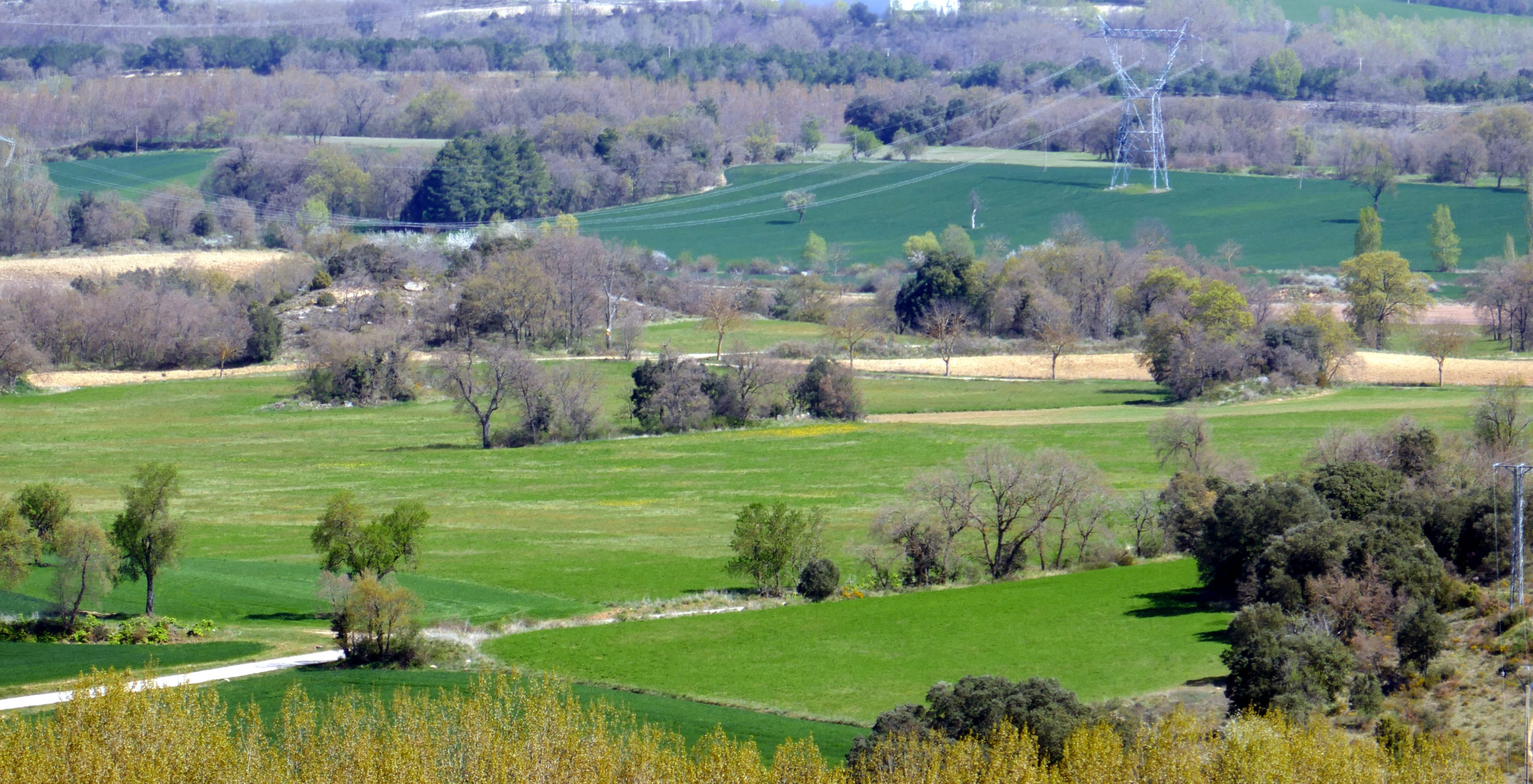 Silvoarable systems | Agroforadapt