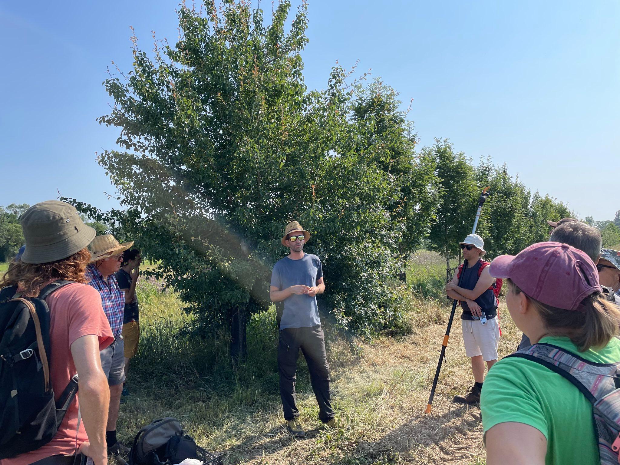 Pruning day at the Domaine de Valensole - Alpes de Haute Provence ...